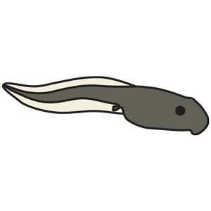 Media Gallery - Flashcards - Animals & Wildlife – Ellii (formerly ESL ...