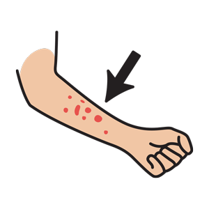 Media Gallery - Flashcards - Body, Health & Medicine – Ellii (formerly ...