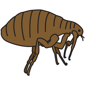 Media Gallery - Flashcards - Animals & Wildlife – Ellii (formerly ESL ...