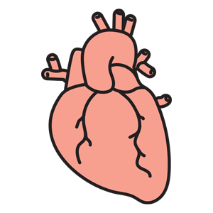 Media Gallery - Flashcards - Body, Health & Medicine – Ellii (formerly ...