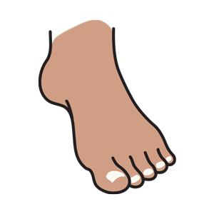 Media Gallery - Flashcards - Body, Health & Medicine – Ellii (formerly ...