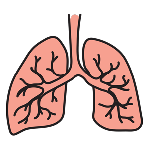 Media Gallery - Flashcards - Body, Health & Medicine – Ellii (formerly ...