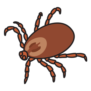 Media Gallery - Flashcards - Animals & Wildlife – Ellii (formerly ESL ...