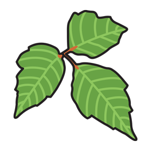 Media Gallery - Flashcards - Body, Health & Medicine – Ellii (formerly ...