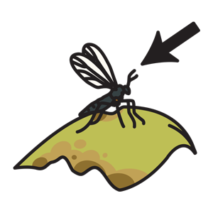 Media Gallery - Flashcards - Animals & Wildlife – Ellii (formerly ESL ...