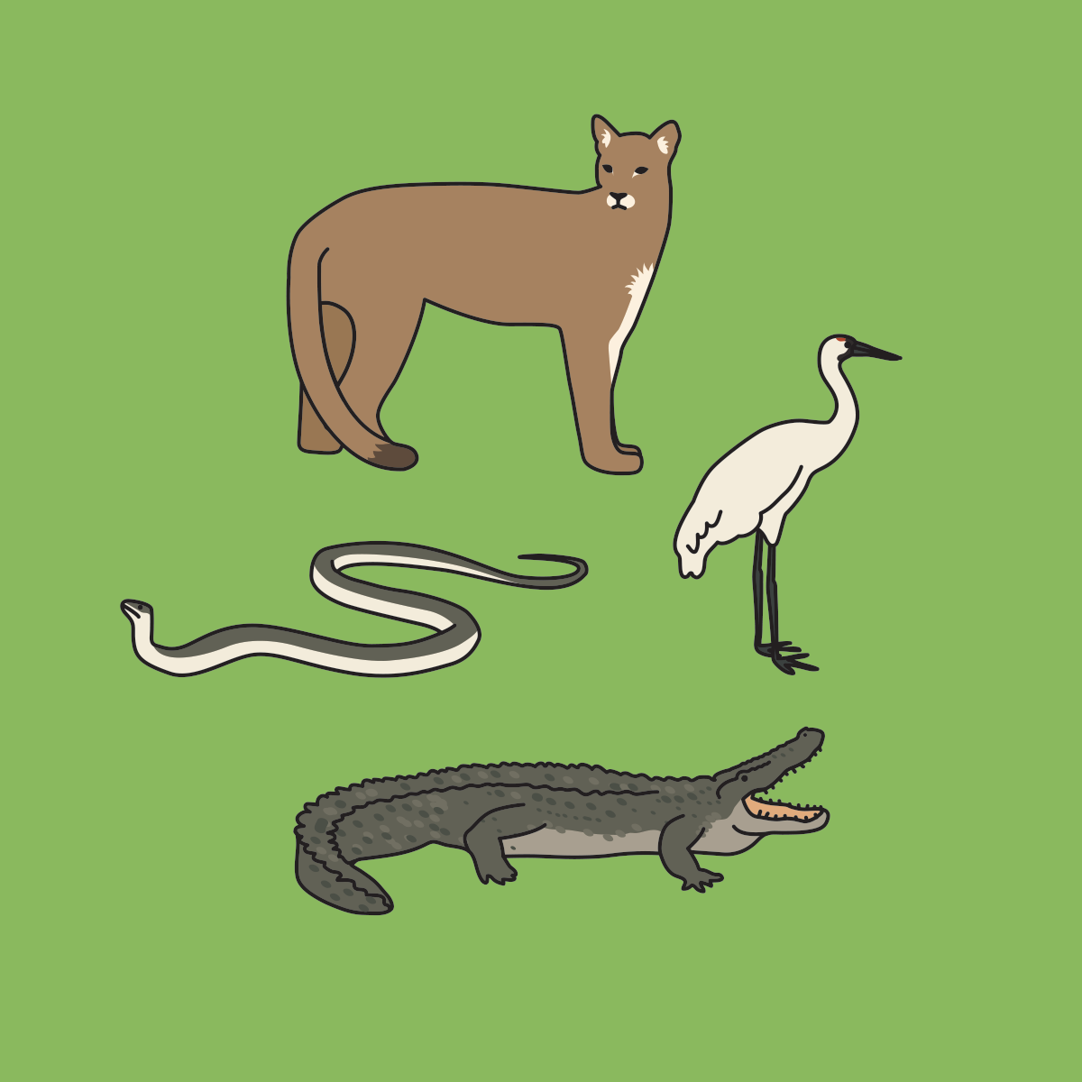 Everglades Animals Cartoons