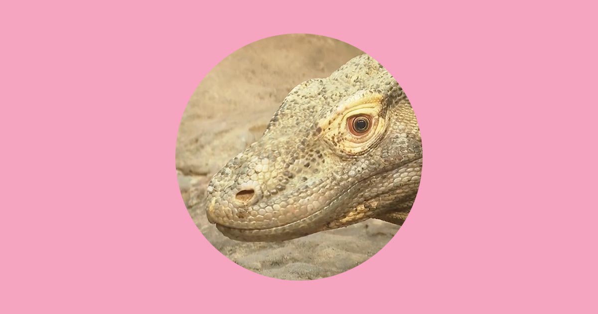 Animal Behavior during an Eclipse – Listening in English – Ellii ...